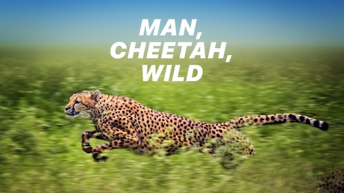 Watch Man, Cheetah, Wild | discovery+