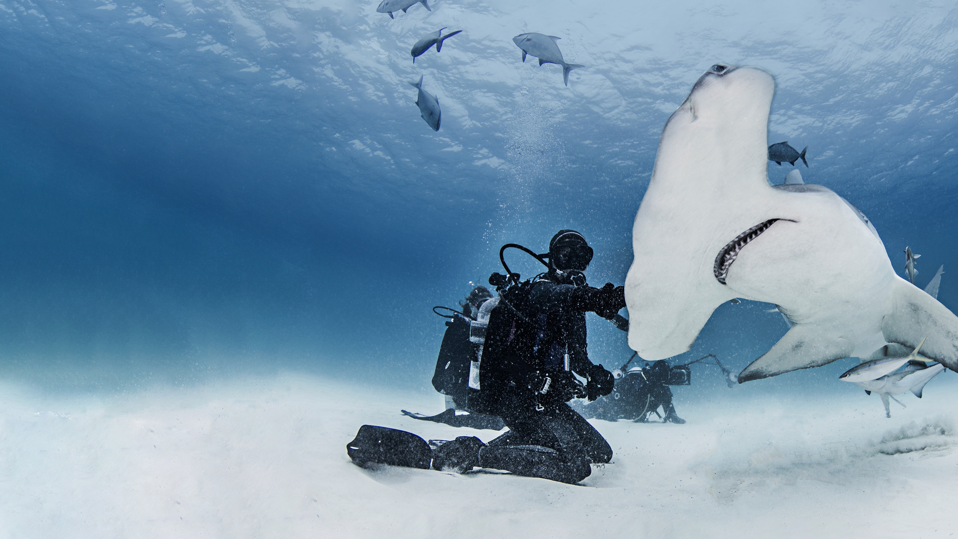 Watch Bear vs. Shark | Max