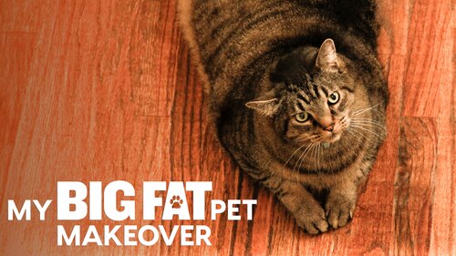 Titta på My Big Fat Pet Makeover | Säsong 1 Avsnitt 1 | discovery+