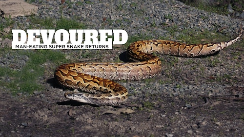 Watch Devoured: Man-Eating Super Snake Returns | discovery+