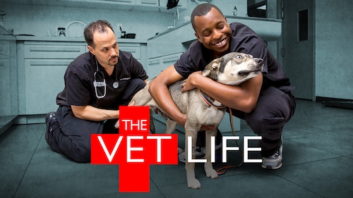 Watch The Vet Life | discovery+
