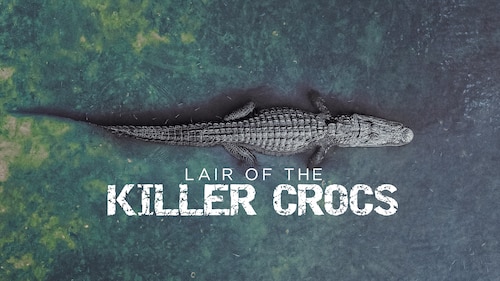 Watch Lair of the Killer Crocs | discovery+