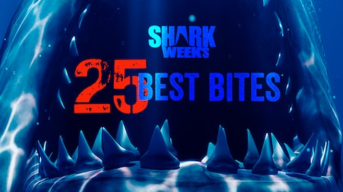 Watch Shark Week's 25 Best Bites | discovery+