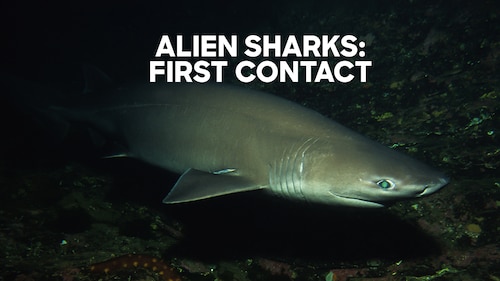 Watch Alien Sharks: First Contact | discovery+