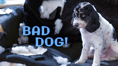 Watch Bad Dog | discovery+