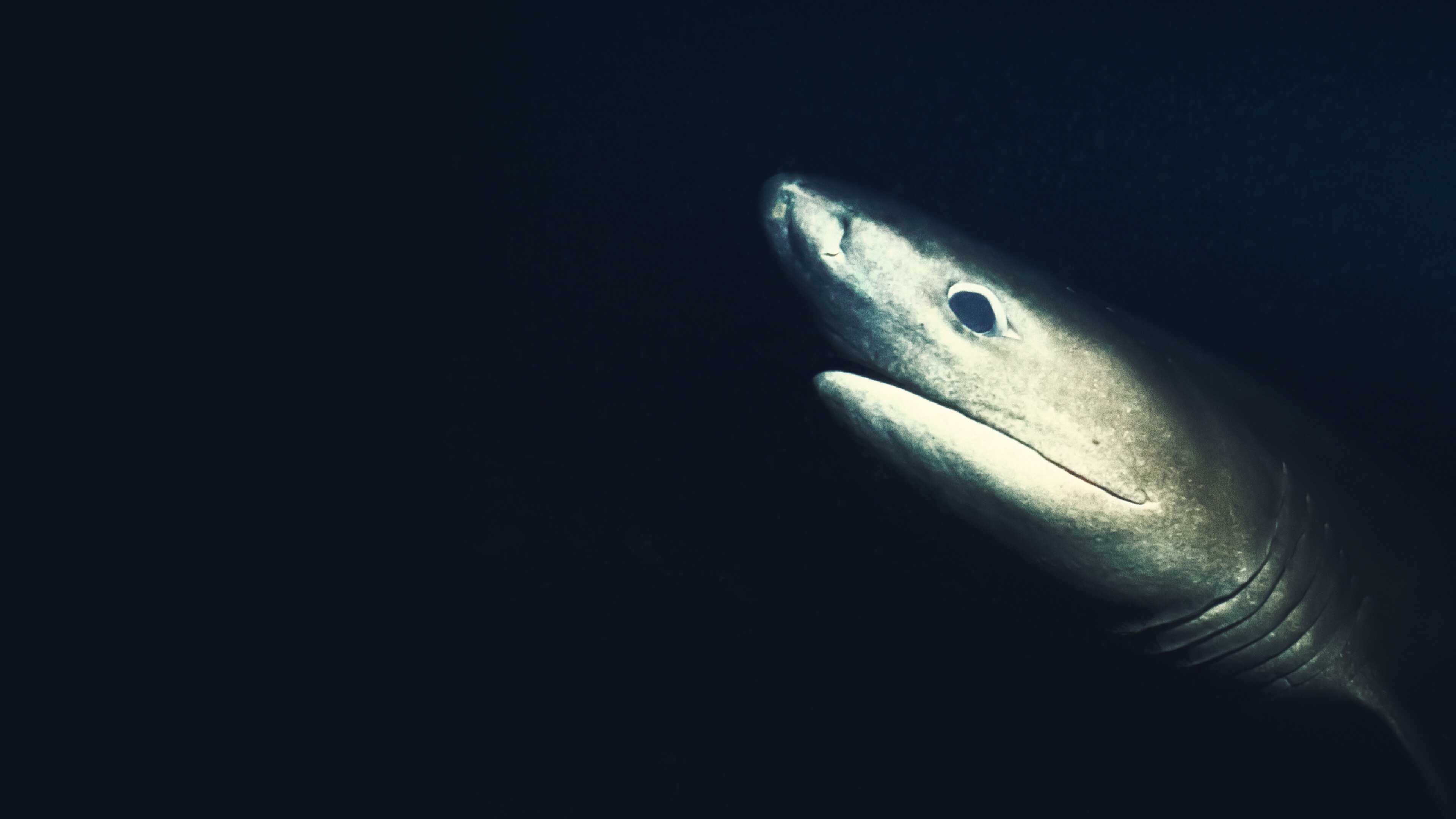 Watch Alien Sharks: Greatest Hits | Max