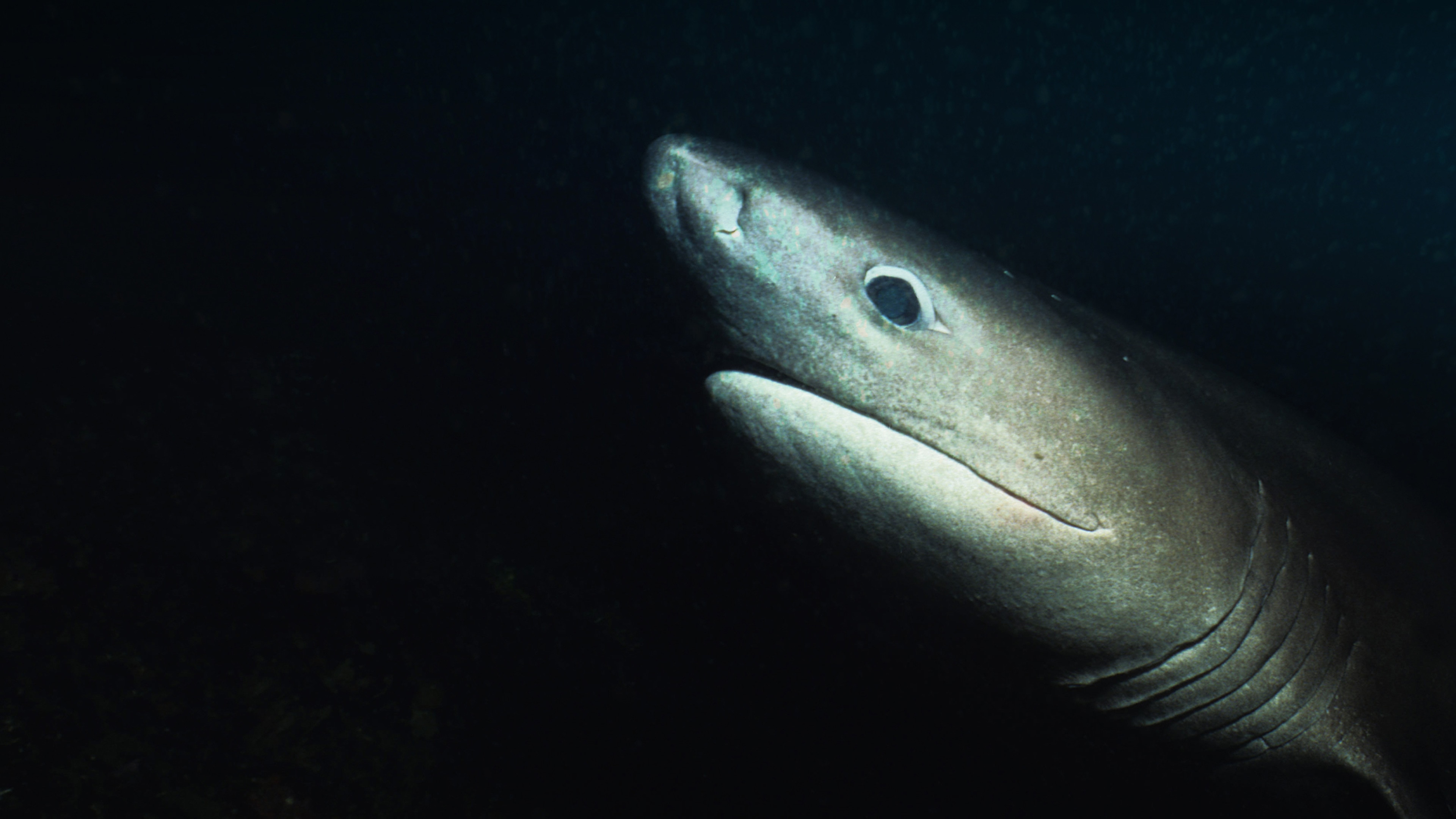 Watch Alien Sharks: Greatest Hits | HBO Max