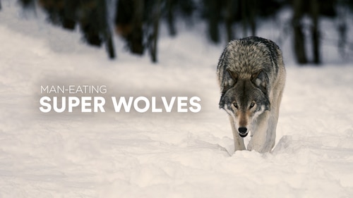 Watch Man-Eating Super Wolves | discovery+