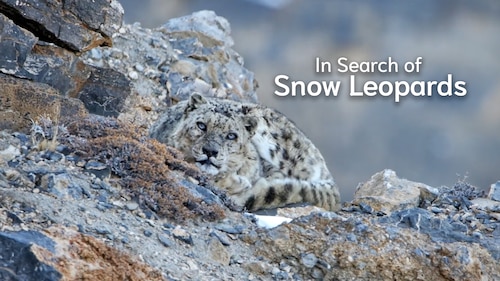 Watch In Search Of Snow Leopards | Max