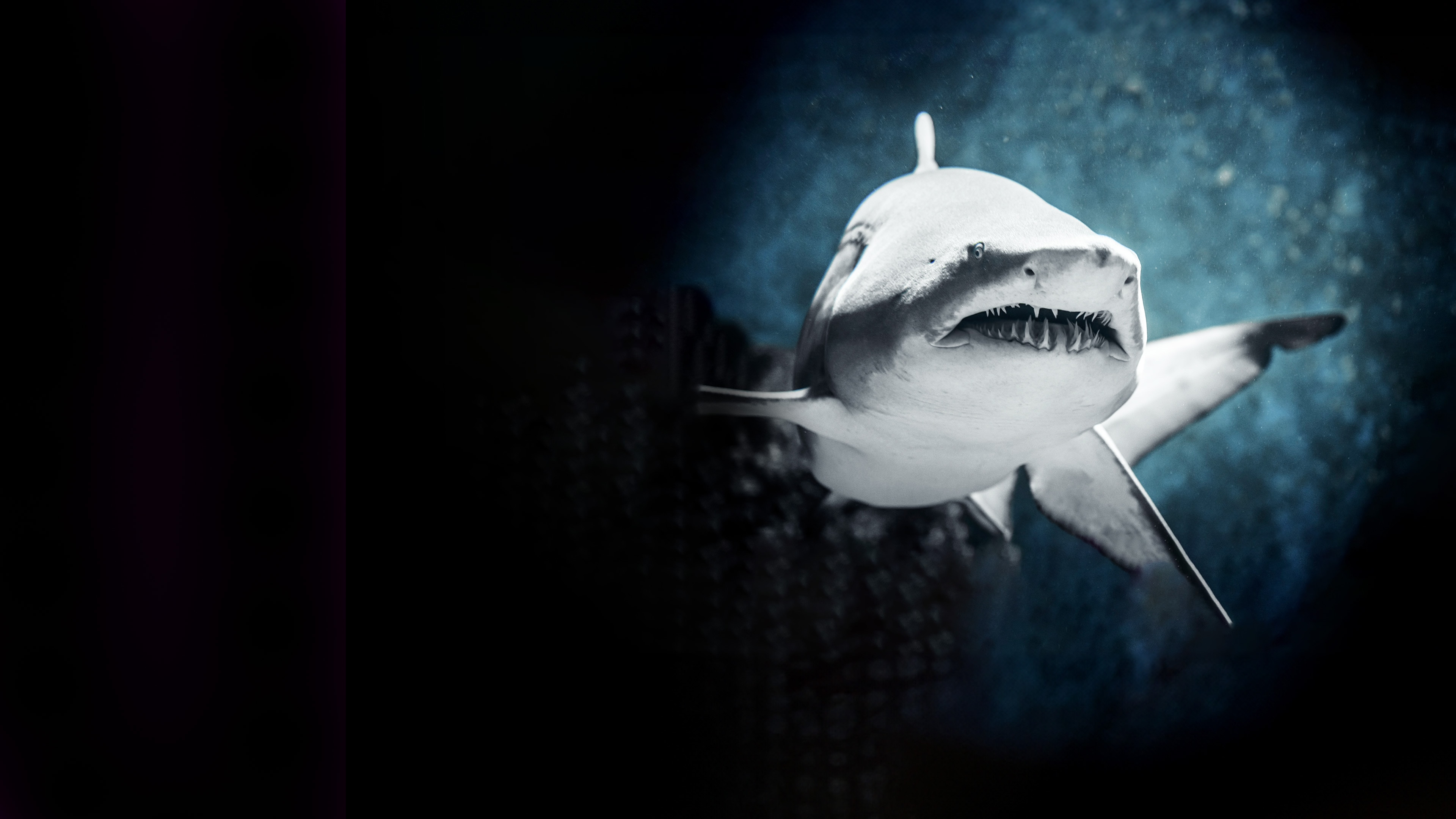 Watch Zombie Sharks | HBO Max