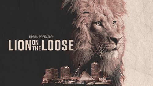 Watch Urban Predator: Lion on the Loose | discovery+