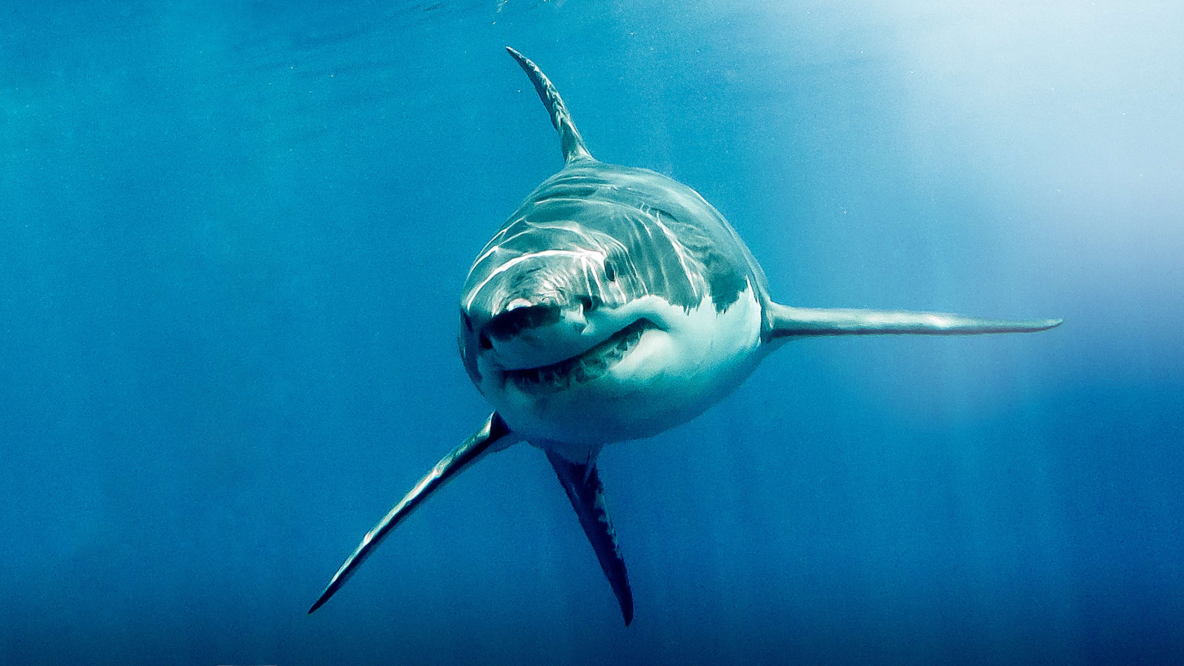 Watch Great White Kill Zone: Guadalupe | HBO Max